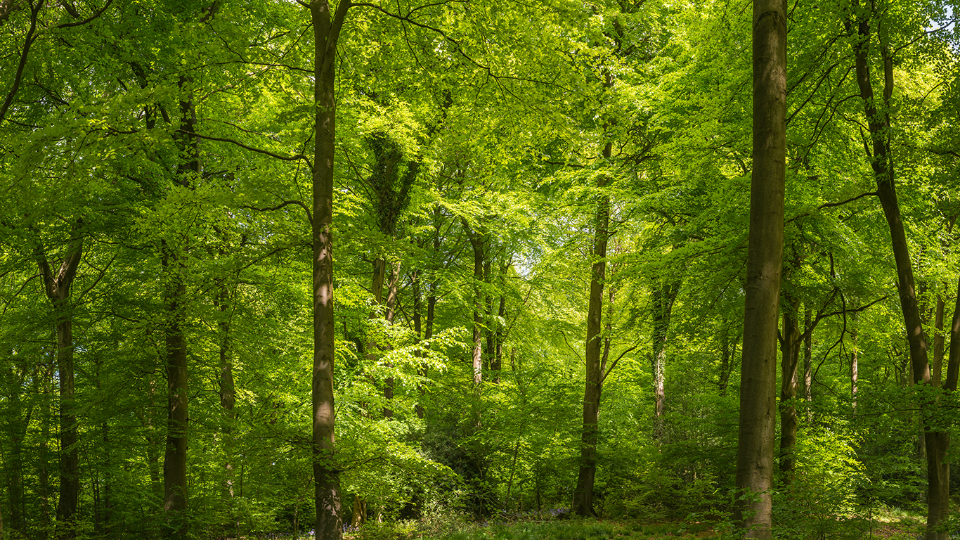 Idyllic green forest vibrant summer woodland foliage panorama | Custom ...